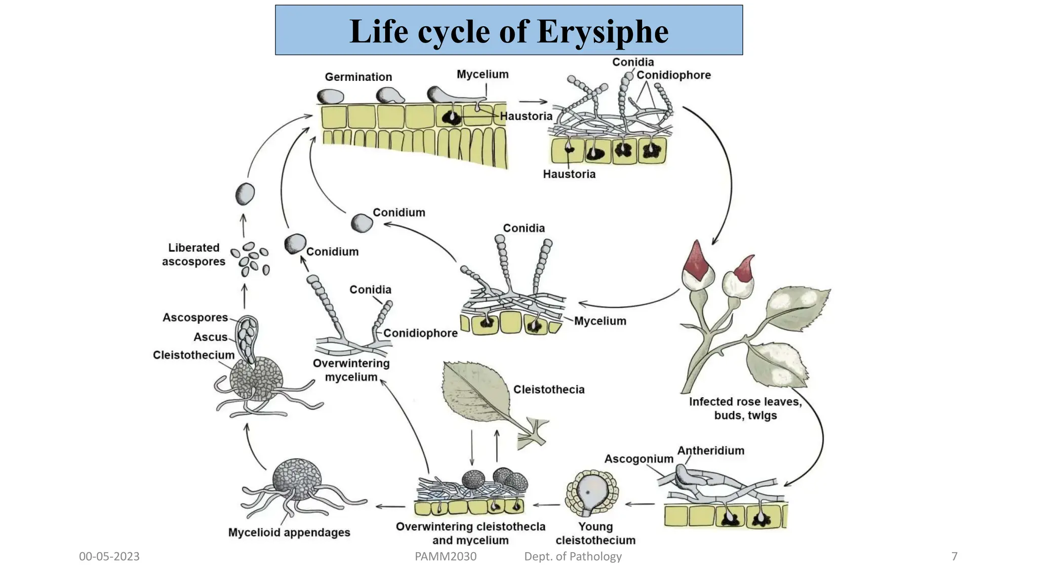 monograph of erysiphe cichoracearum by Sachin r kondaguri.pptx