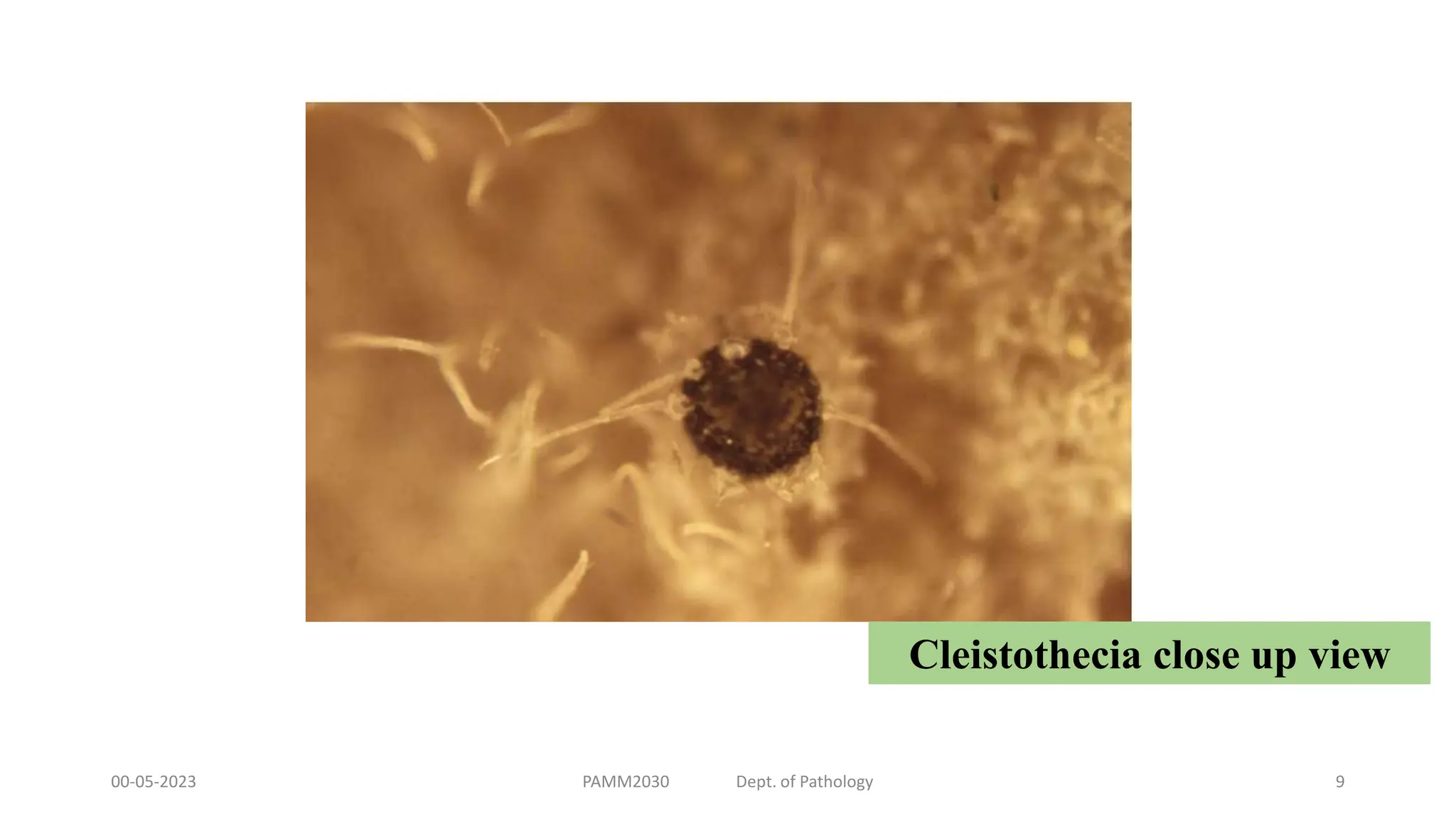 monograph of erysiphe cichoracearum by Sachin r kondaguri.pptx