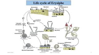 monograph of erysiphe cichoracearum by Sachin r kondaguri.pptx