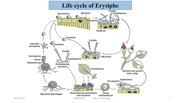 monograph of erysiphe cichoracearum by Sachin r kondaguri.pptx