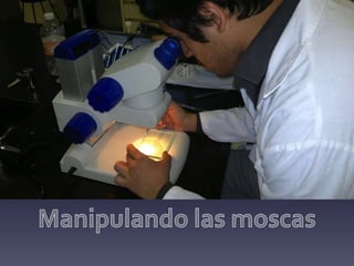 Monohíbrida fotos Marco Carballo | PPTX