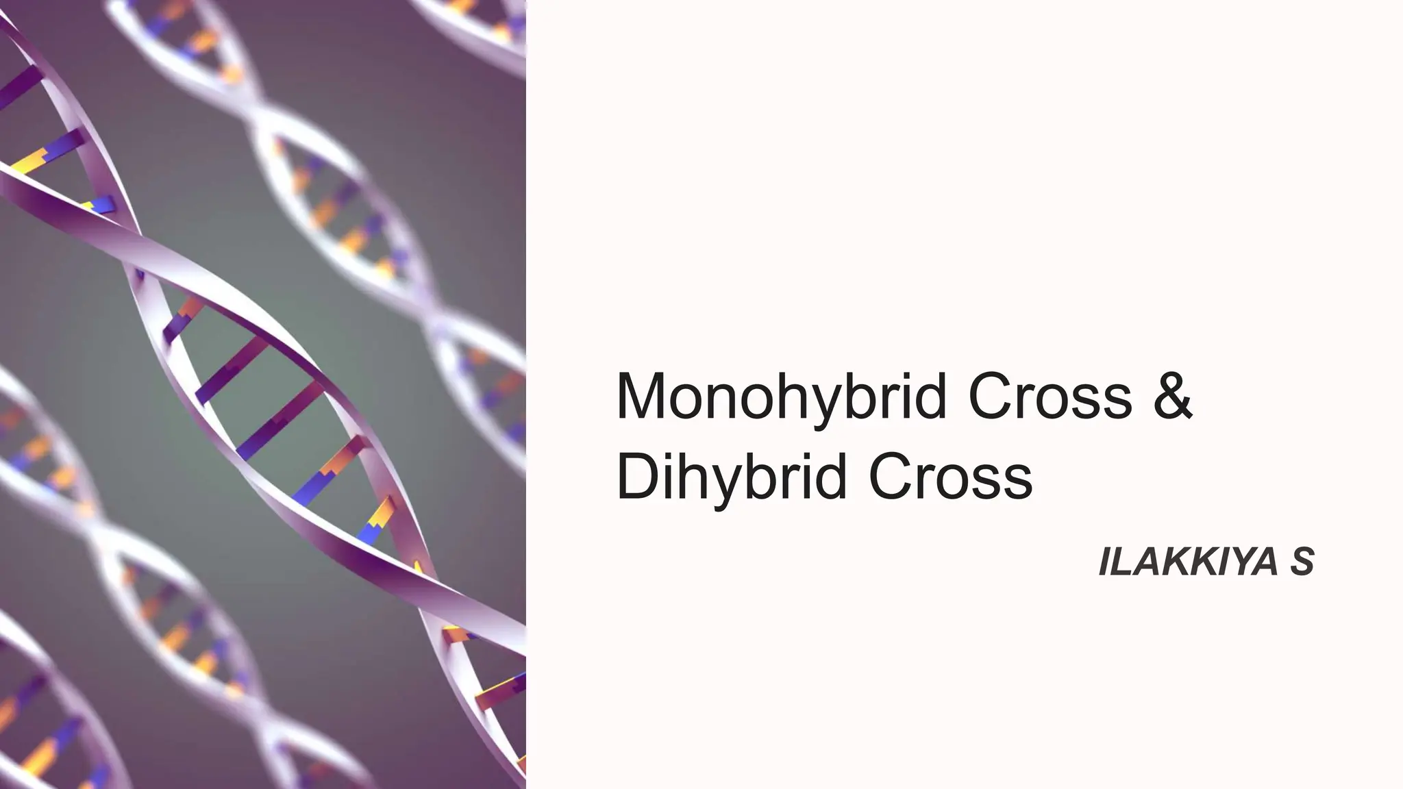 Monohybrid Cross And Dihybrid Cross Pptx