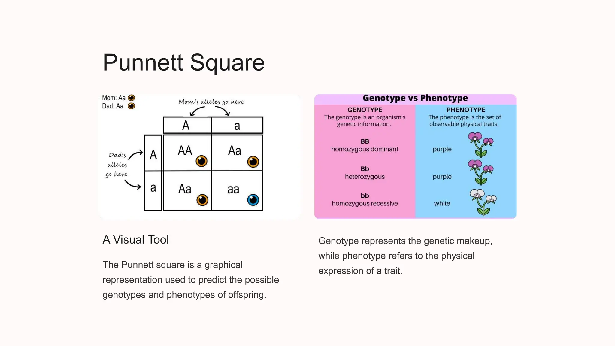 Monohybrid Cross And Dihybrid Cross Pptx