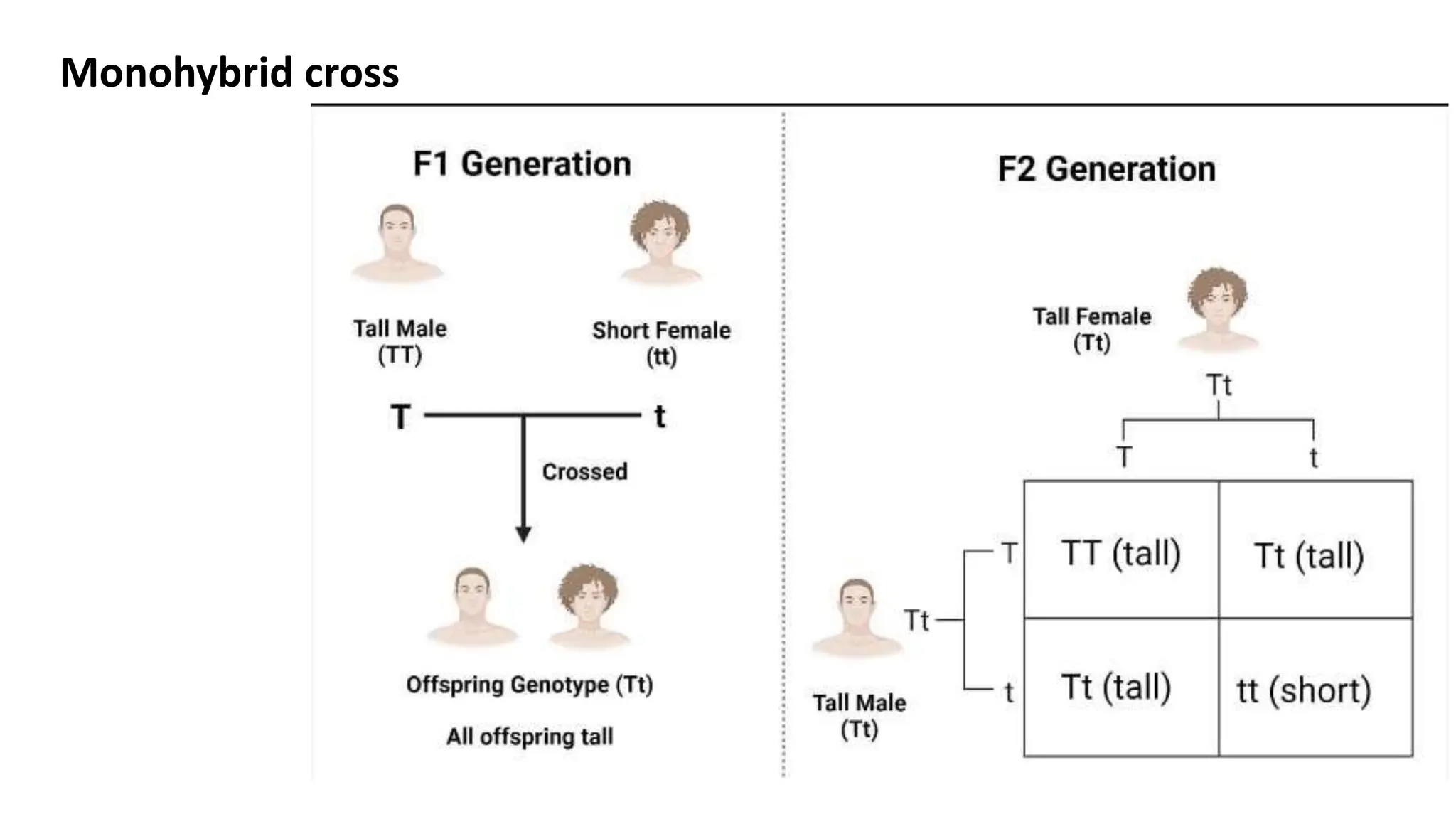 Monohybrid Cross and dihybrid cross.pptx