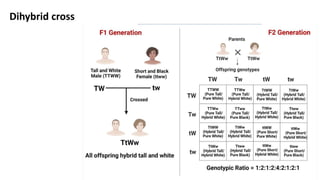 Monohybrid Cross and dihybrid cross.pptx