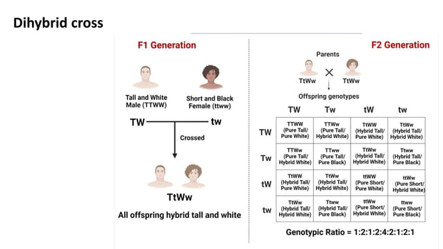 Monohybrid Cross and dihybrid cross.pptx