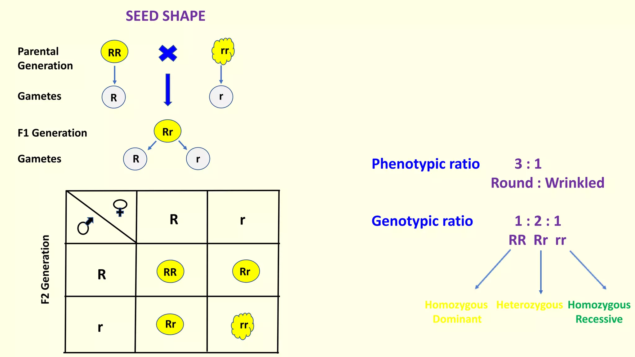 Monohybrid and dihybrid | PPTX