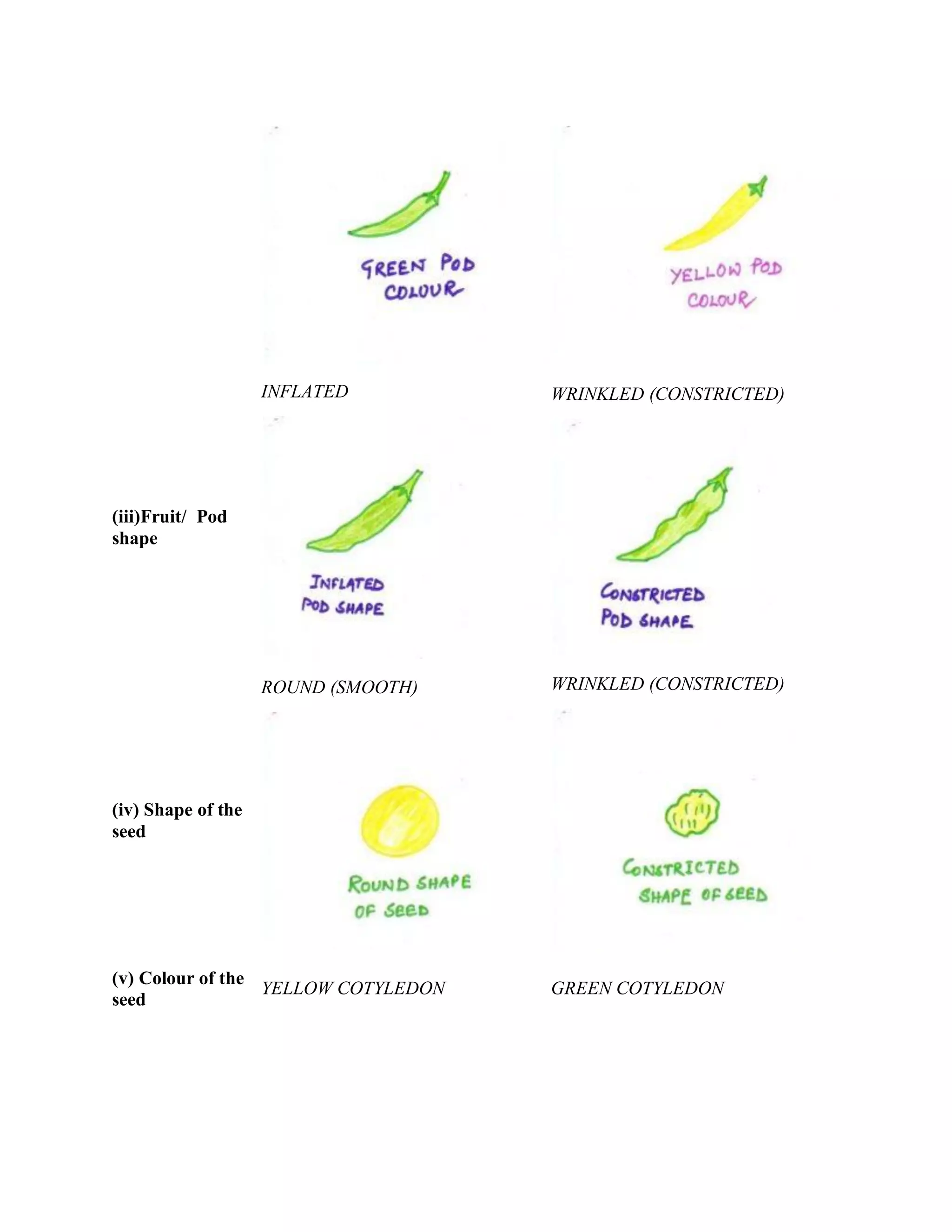 MONOHYBRID AND DIHYBRID CROSS.pdf