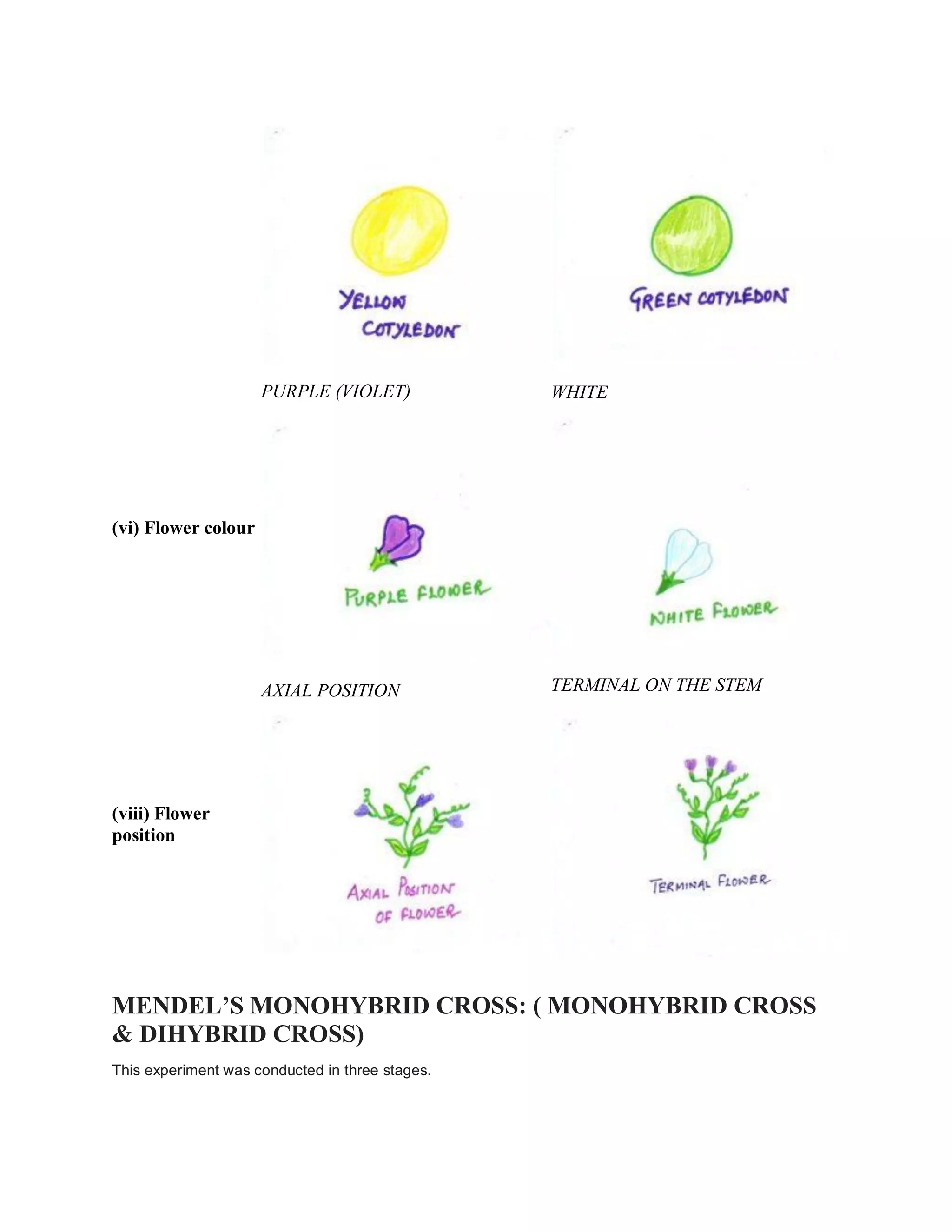MONOHYBRID AND DIHYBRID CROSS.pdf