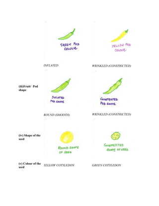 MONOHYBRID AND DIHYBRID CROSS.pdf