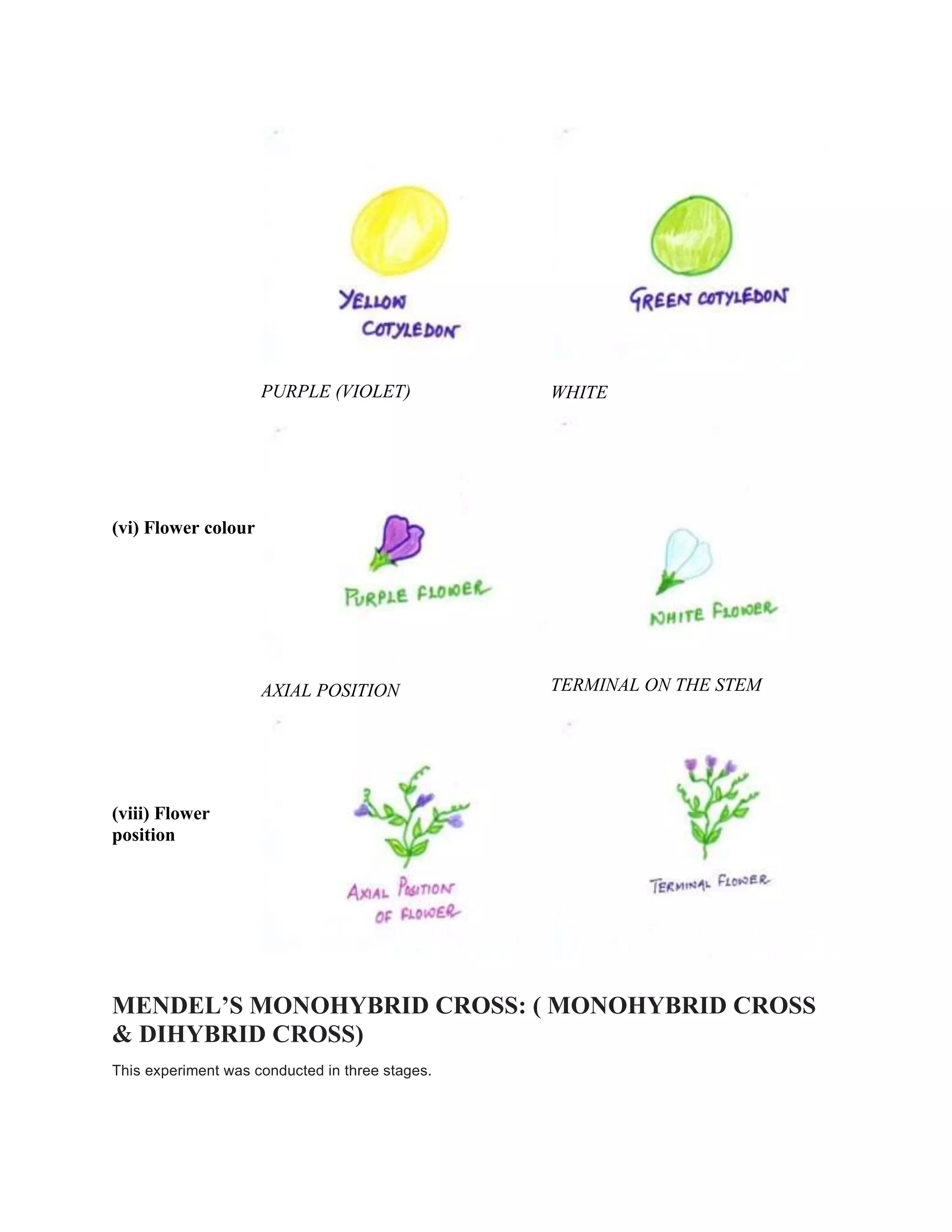 MONOHYBRID AND DIHYBRID CROSS.docx