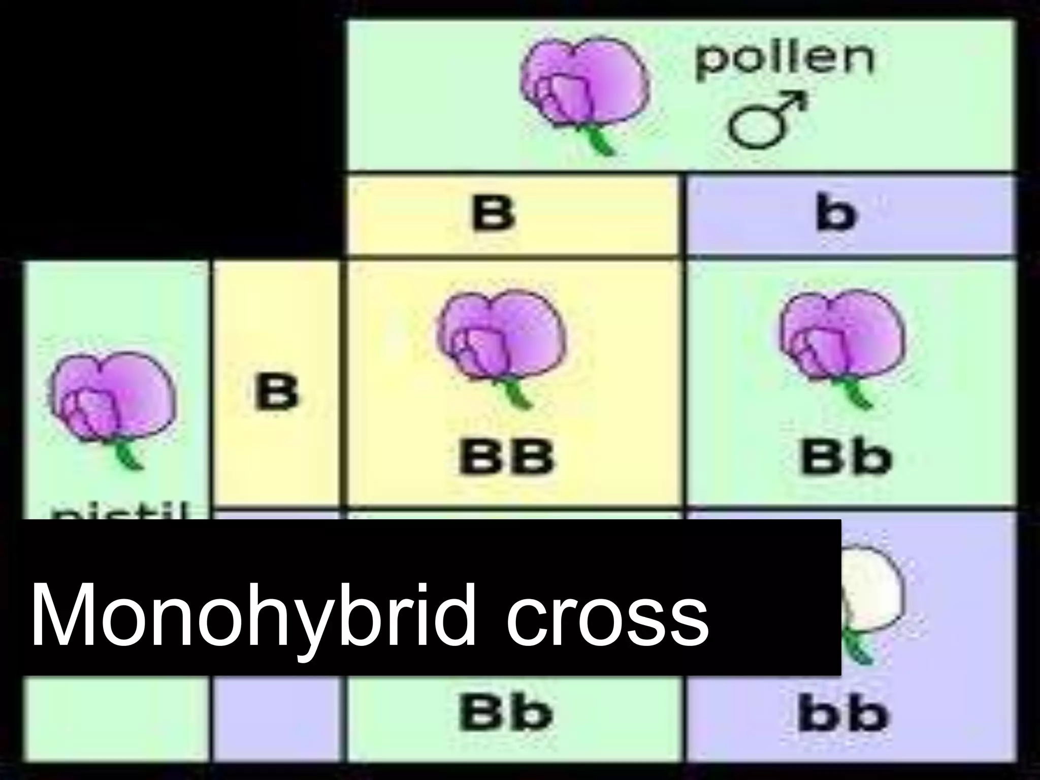 Monohybrid and dihybrid cross(1) | PPTX