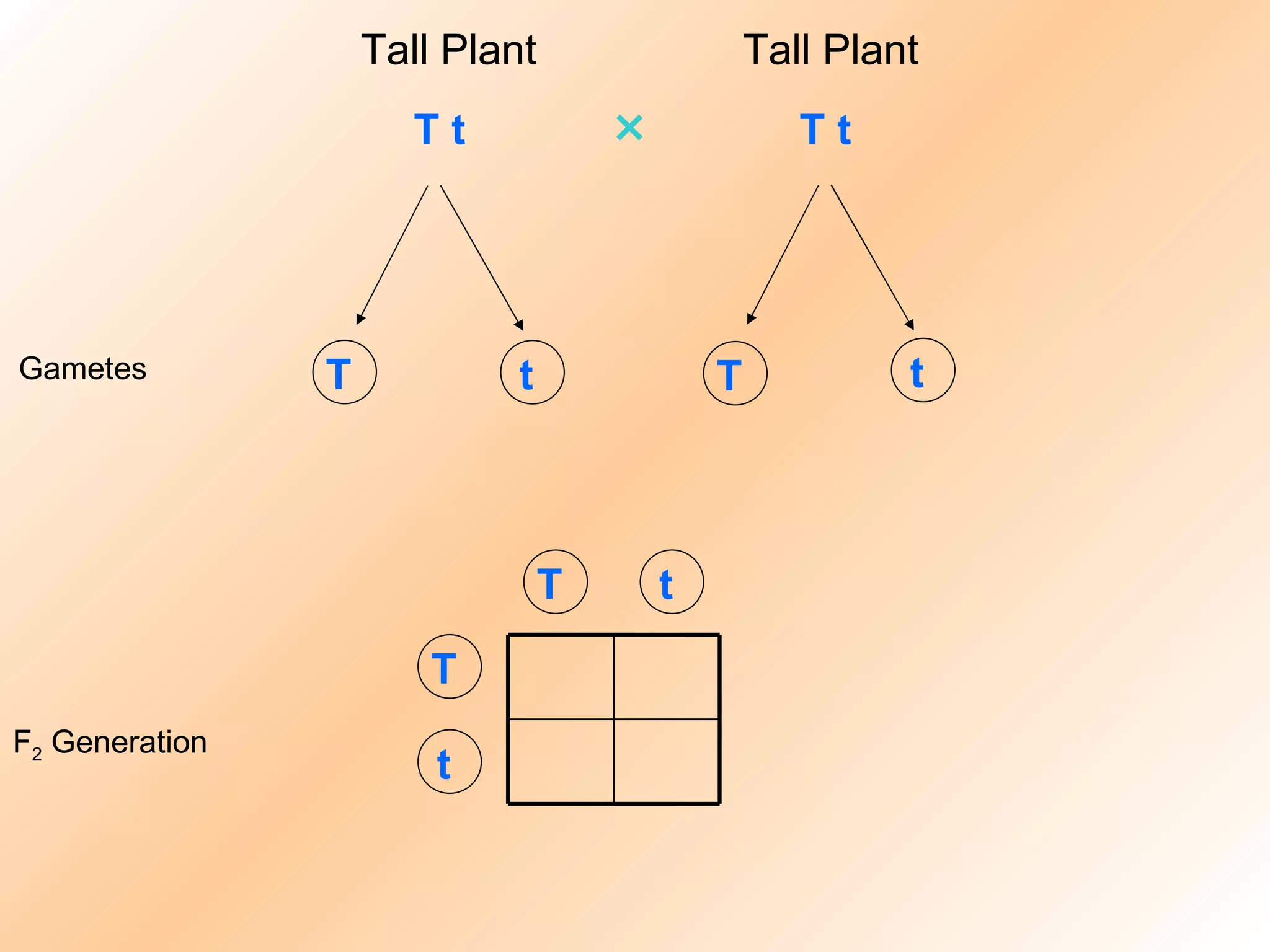 Monohybrid cross | PPT