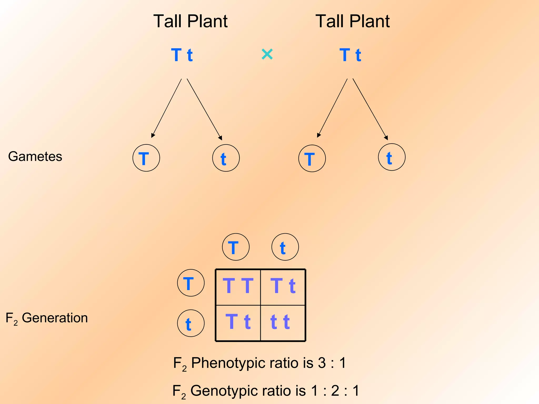 Monohybrid cross | PPT