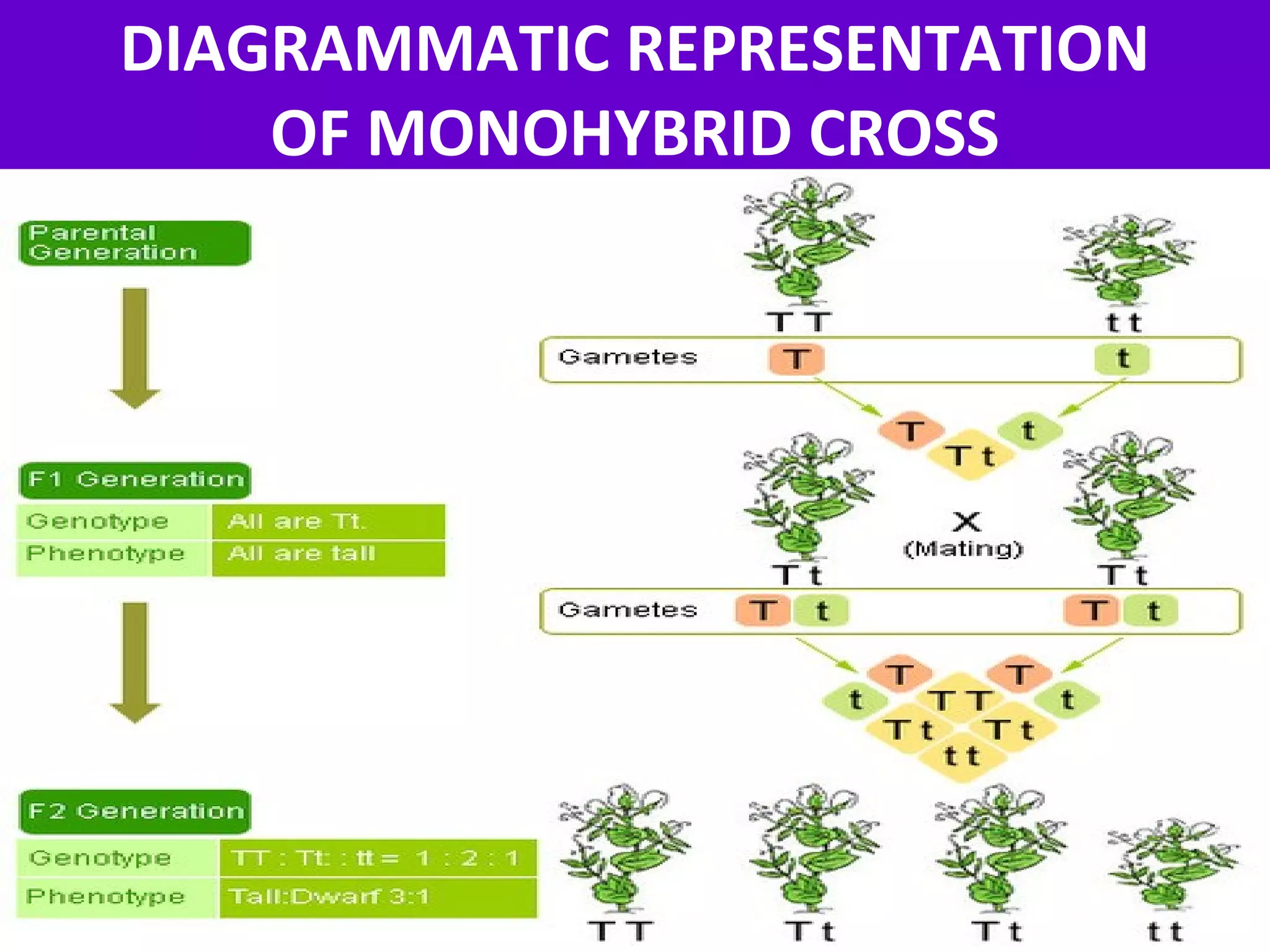Mendel's Monohybrid cross | PPT