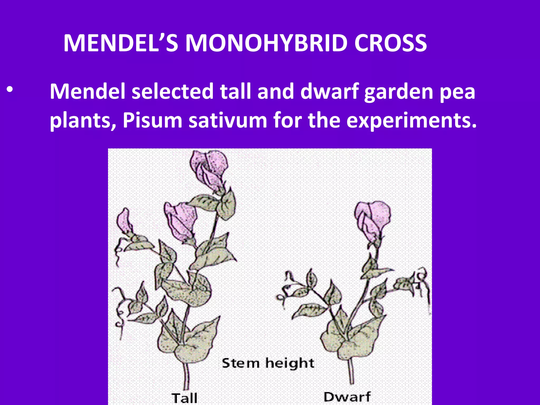Mendel's Monohybrid cross | PPT