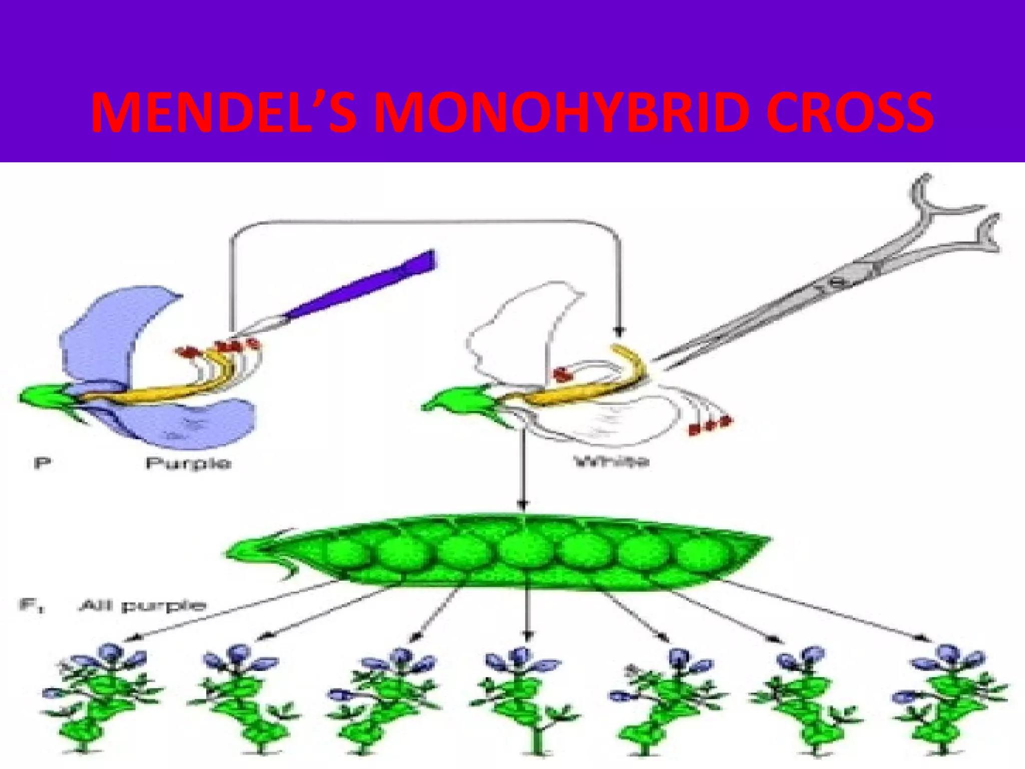 Mendel's Monohybrid cross | PPT