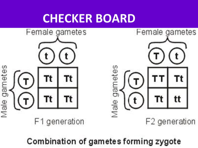 Mendel's Monohybrid cross | PPT | Gardening | Home & Garden