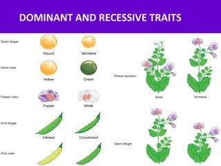 Mendel's Monohybrid cross | PPT