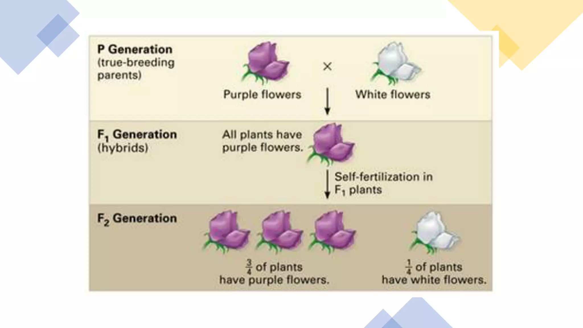 Monohybrid Inheritance.pptx