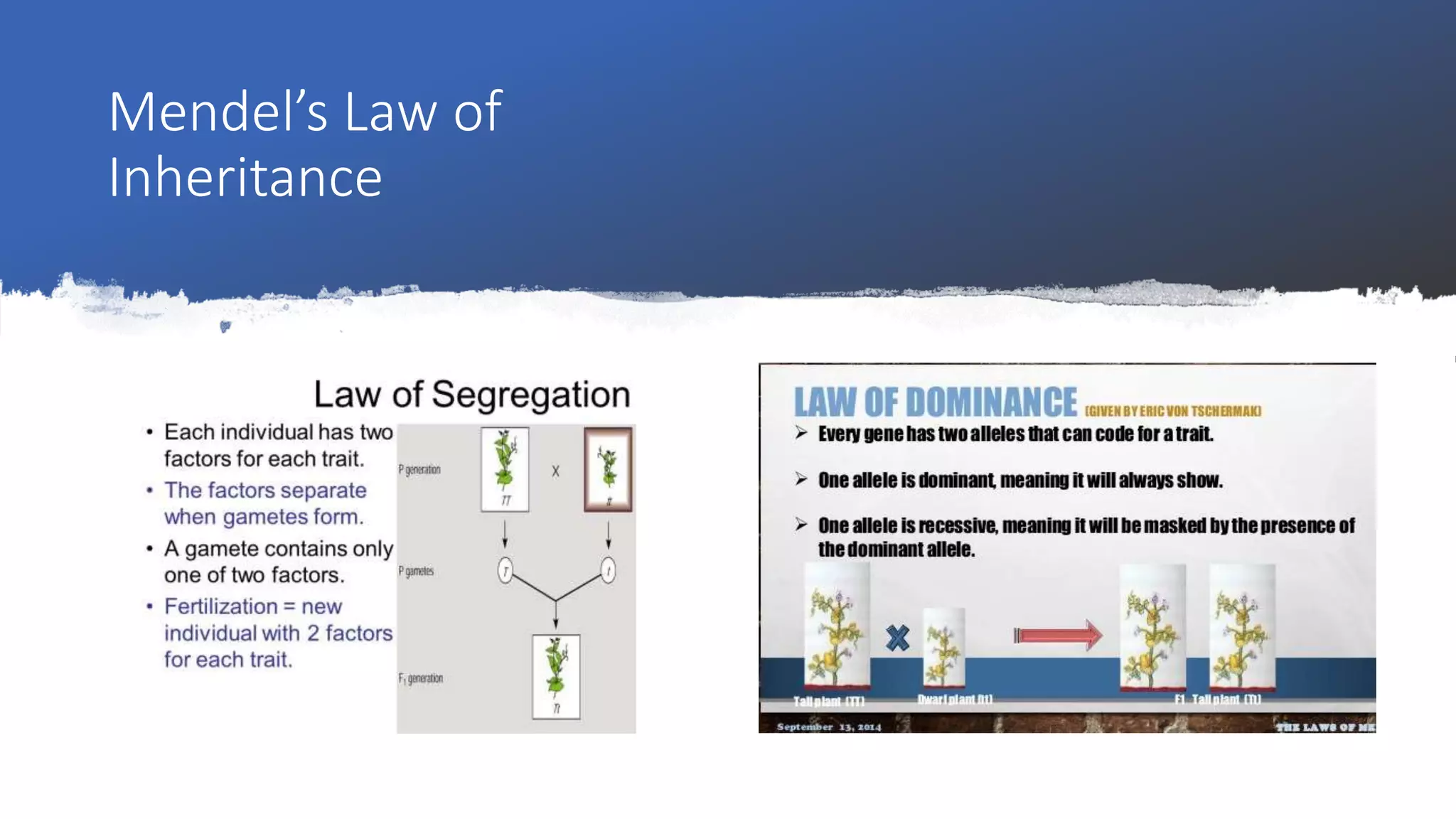 Monohybrid Inheritance.pptx