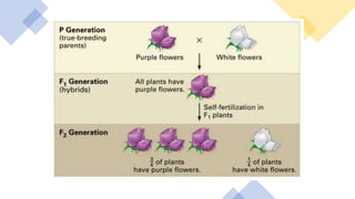 Monohybrid Inheritance.pptx