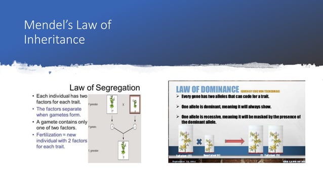 Monohybrid Inheritance.pptx