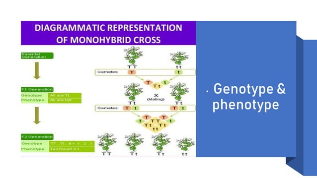 Monohybrid Inheritance.pptx