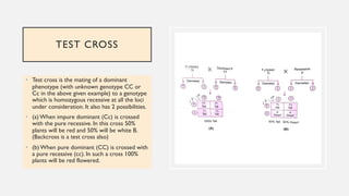Monohybrid inheritance,laws of dominance and Law of segregation | PPT
