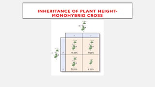 Monohybrid inheritance,laws of dominance and Law of segregation | PPT