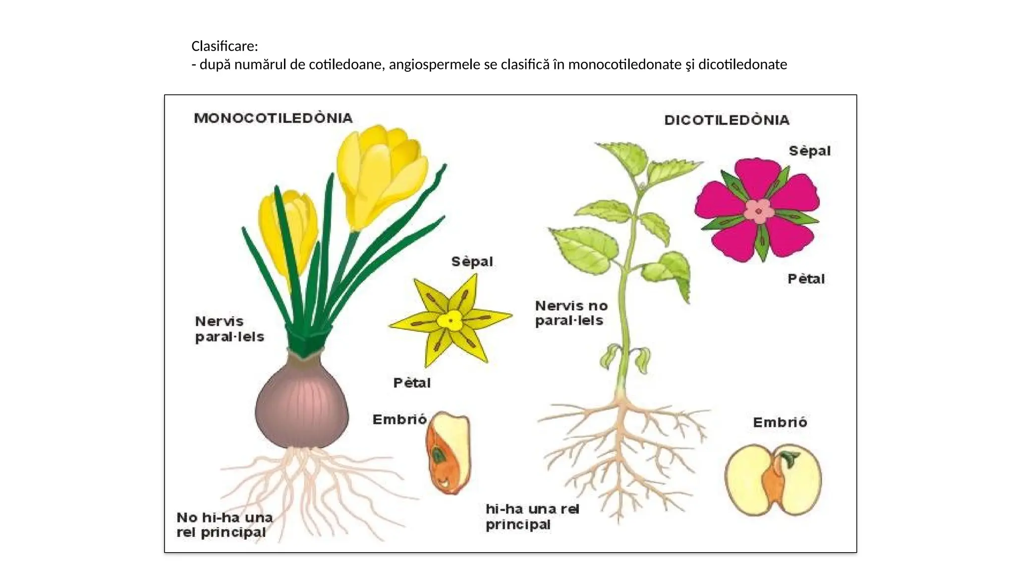 mono și dicotiledonatele.pptxttttttttttt | PPTX