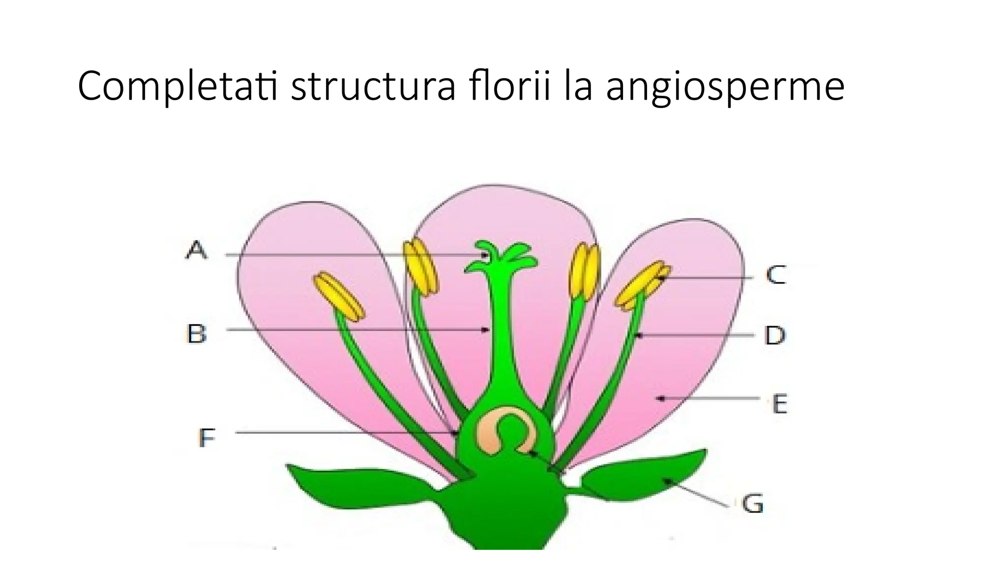 mono și dicotiledonatele.pptxttttttttttt | PPTX