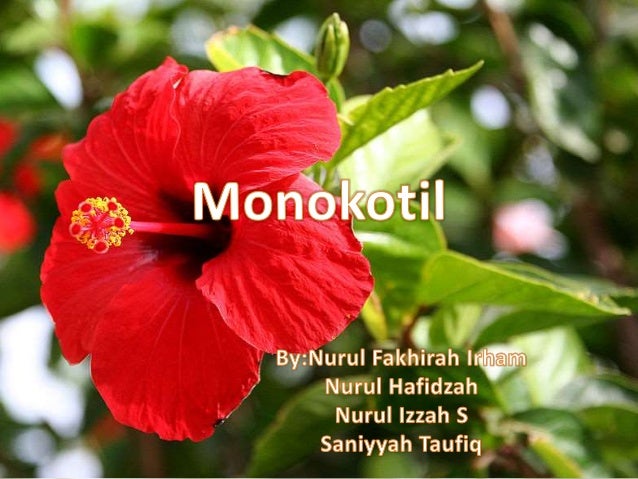 Catat! Contoh Gambar Bunga Monokotil Terbaik - Informasi Seputar ...