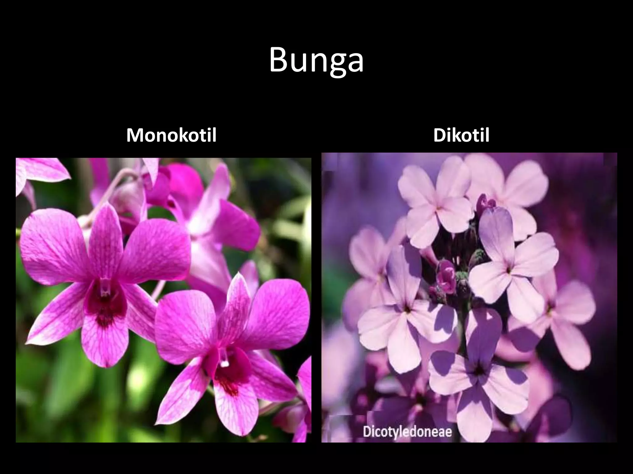 Monokotil dan Dikotil | PPTX