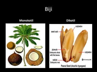 Monokotil dan Dikotil | PPTX