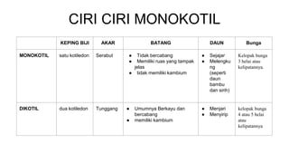 Monokotil dan Dikotil.pptx
