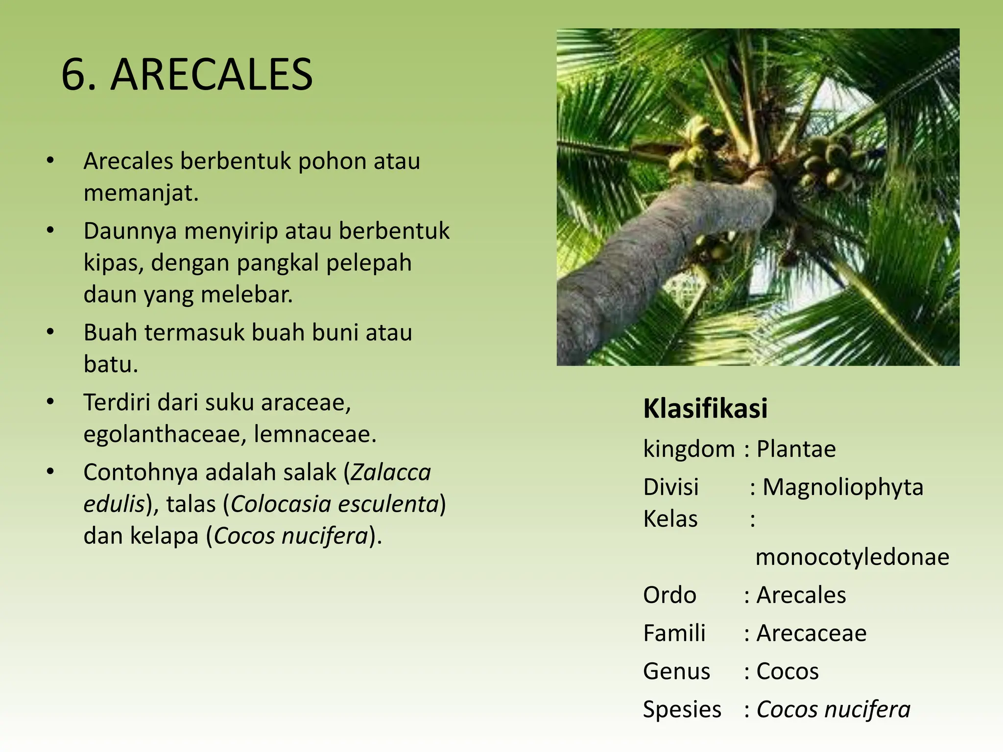 monokotil dan dikotil hidupybc_pptx.pptx