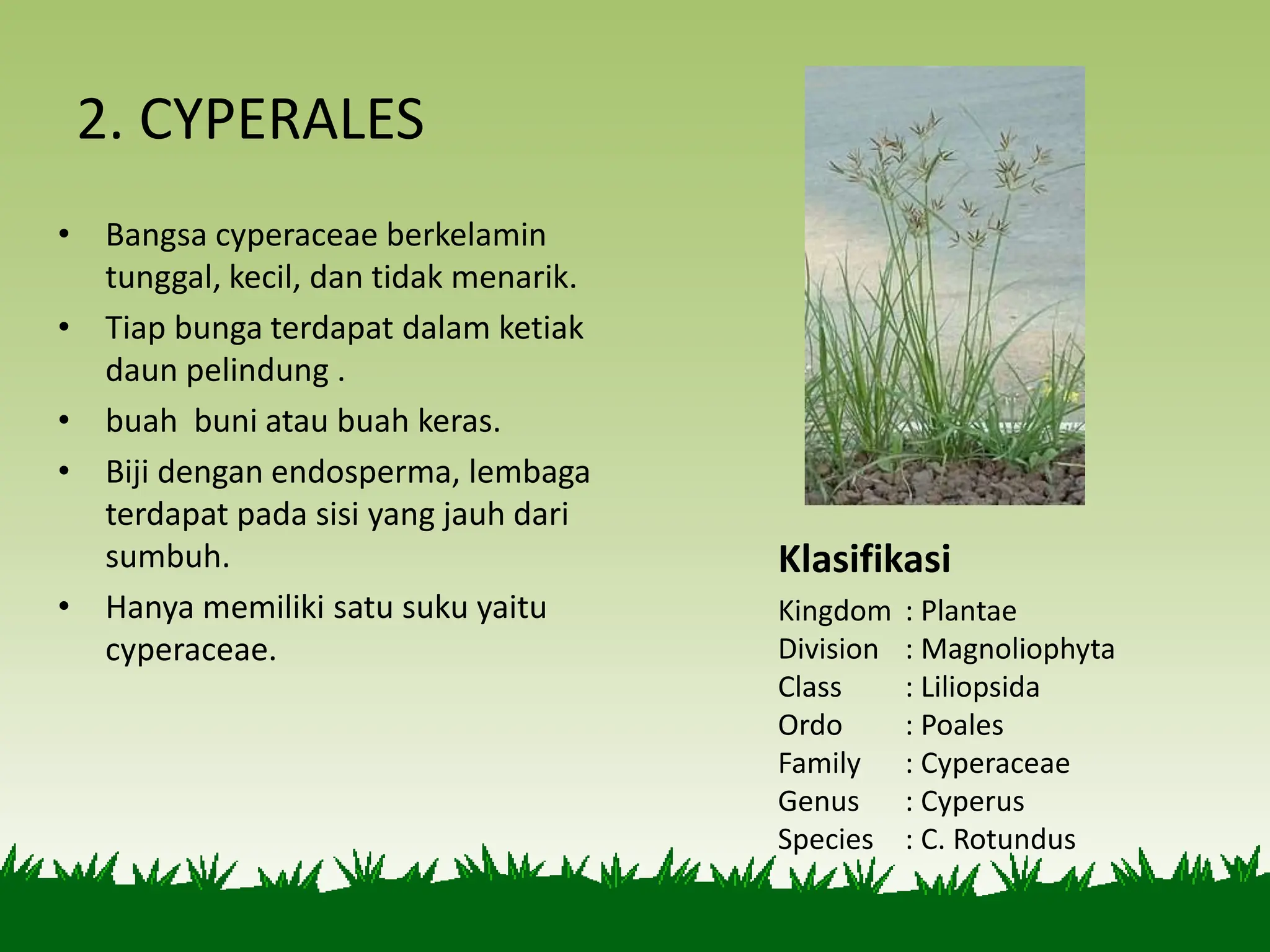 monokotil dan dikotil hidupybc_pptx.pptx