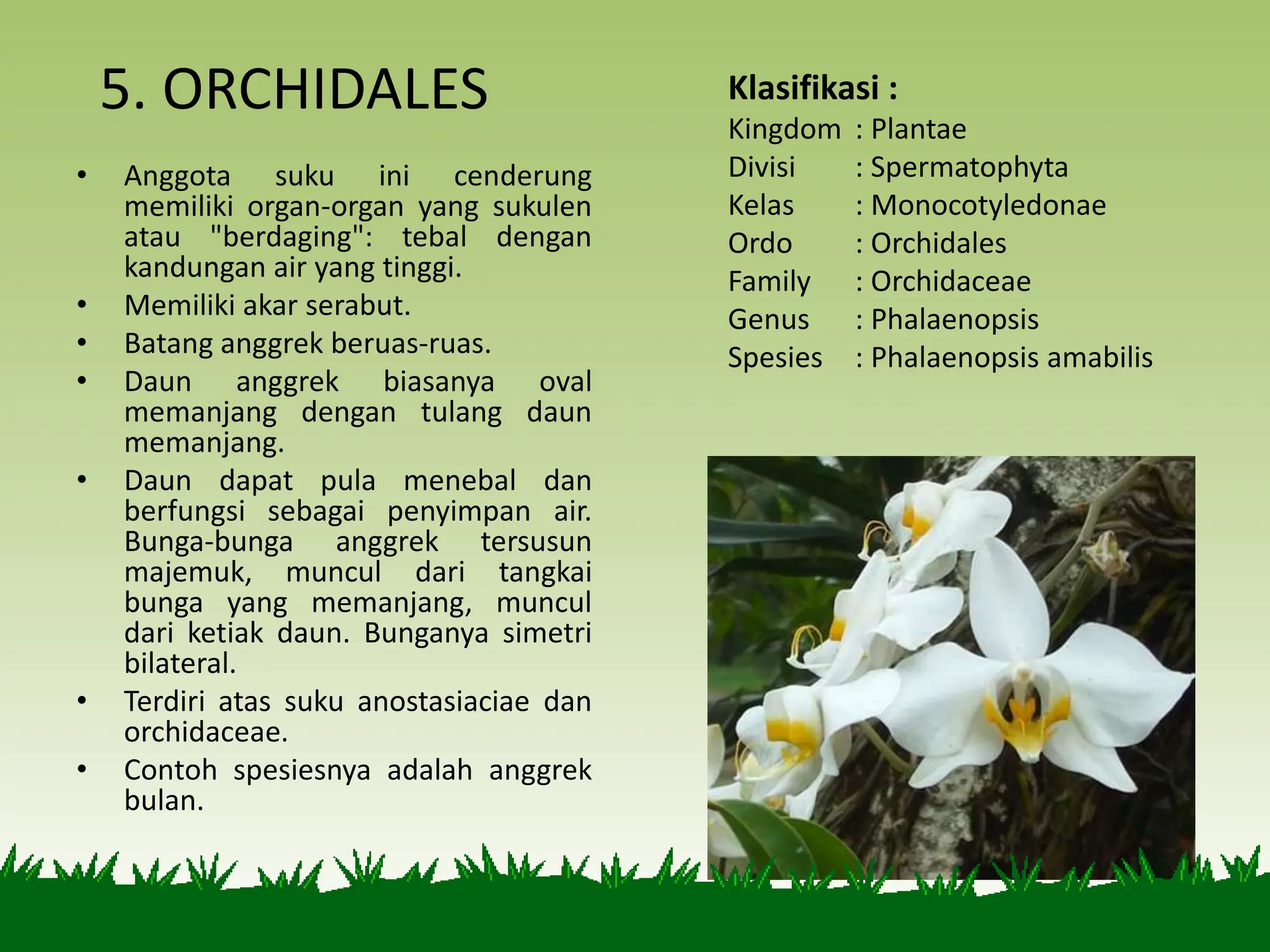 monokotil dan dikotil hidupybc_pptx.pptx