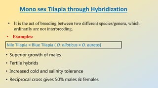 Monosex production of tilapia | PPTX