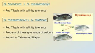 Monosex production of tilapia | PPTX