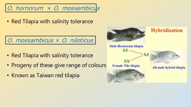 Monosex Production Of Tilapia