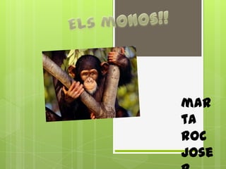 Monos josep marta roc. | PPT