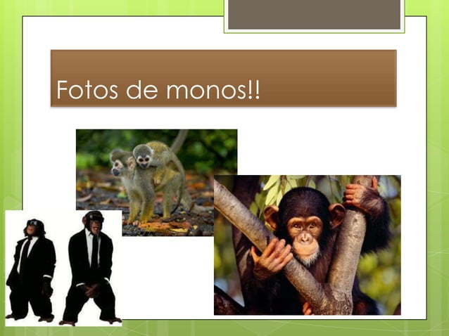 Monos josep marta roc. | PPT