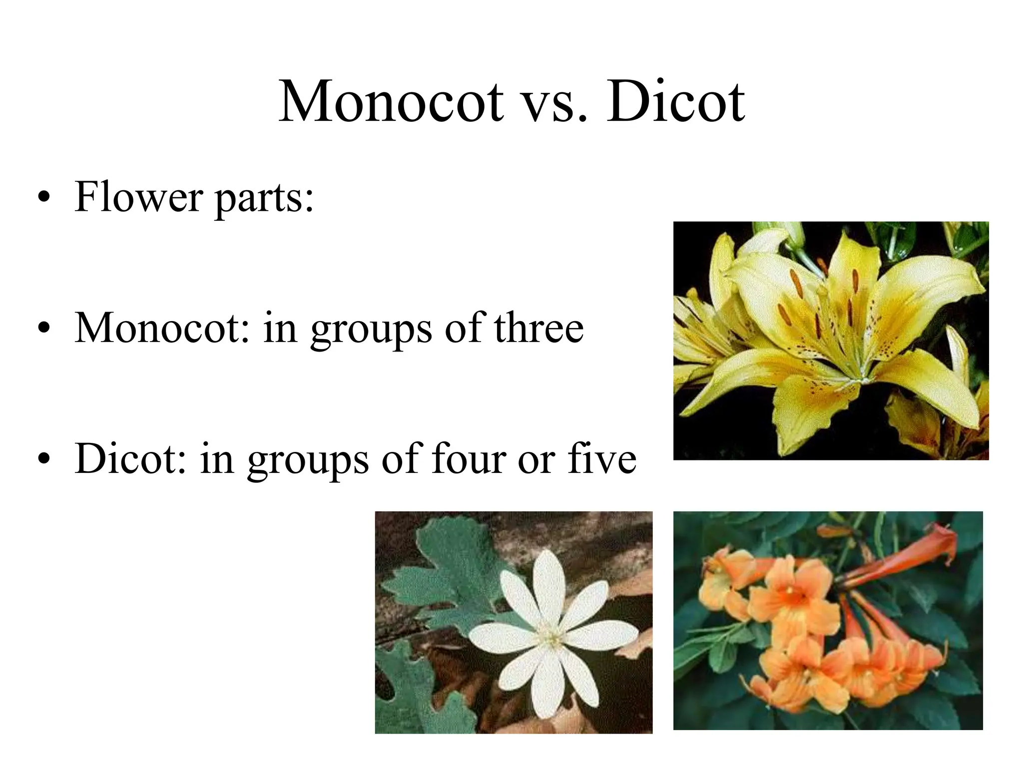 monocot_vs_dicot.ppt presentation on types of seed | PPT