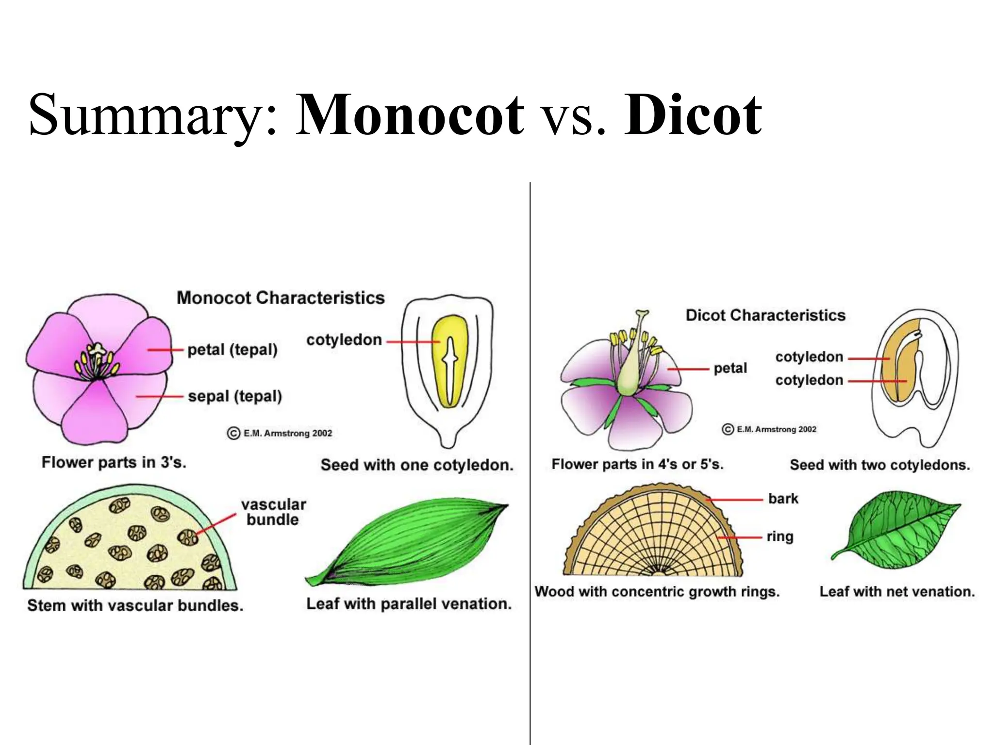 monocot_vs_dicot.ppt presentation on types of seed | PPT