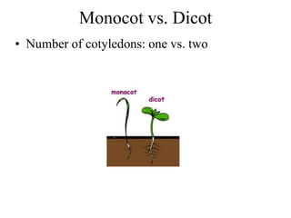 monocot_vs_dicot.ppt presentation on types of seed | PPT