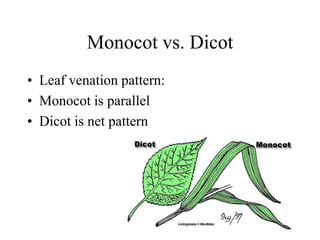 monocot_vs_dicot.ppt presentation on types of seed | PPT