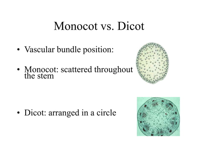 monocot_vs_dicot.ppt presentation on types of seed | PPT