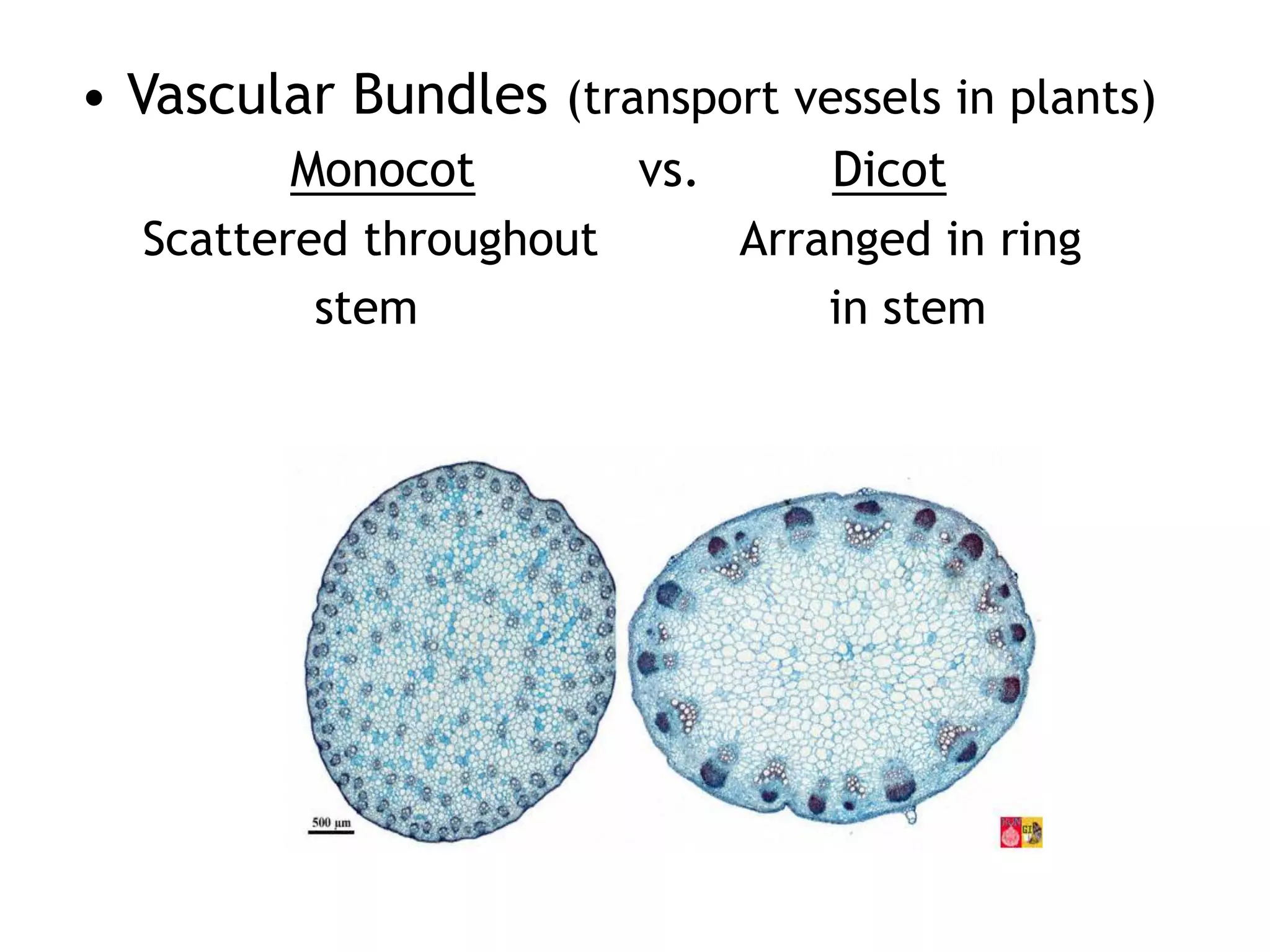 Monocotyledons vs dicotyledons 9 | PDF